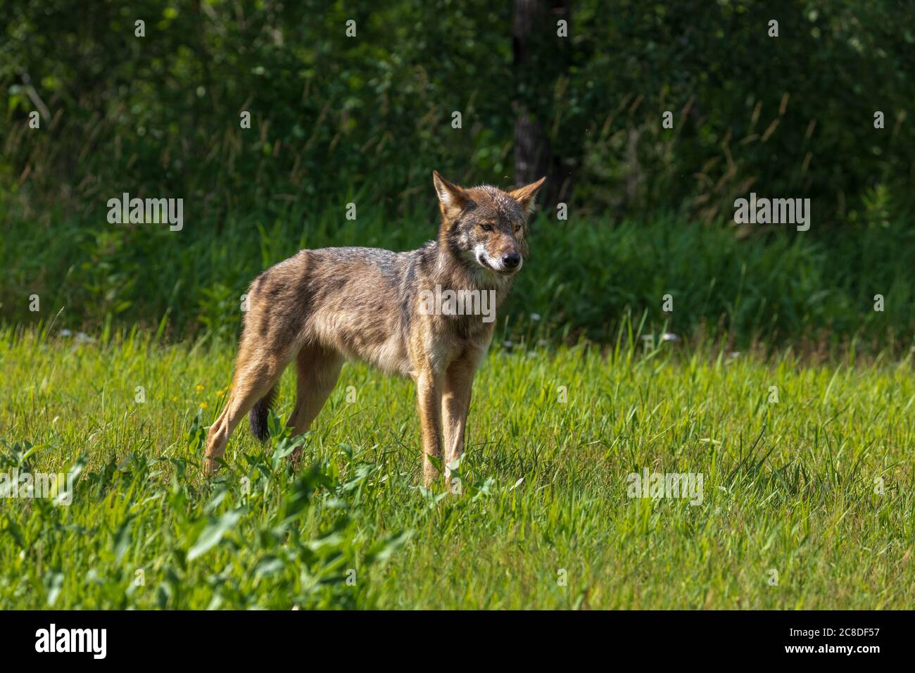Gray wolf in northern Wisconsin Stock Photo - Alamy
