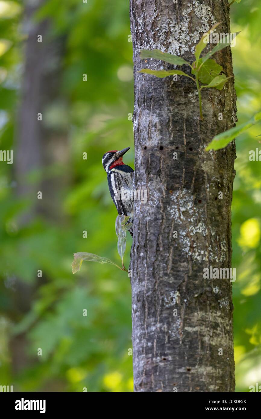 Male yellow-bellied sapsucker climbing an oak tree in northern ...
