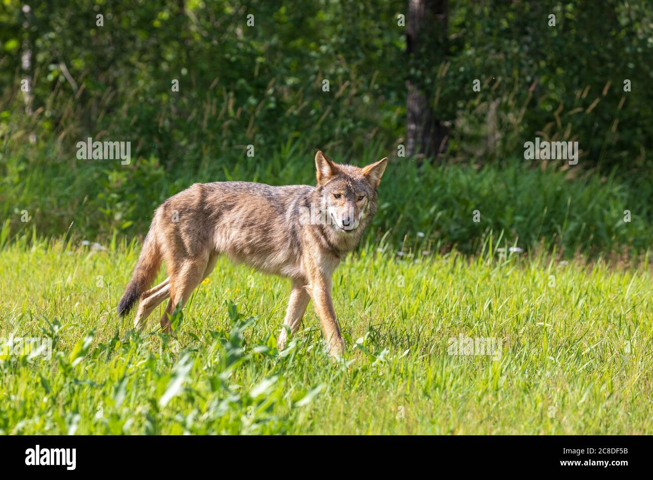 Gray wolf in northern Wisconsin Stock Photo - Alamy