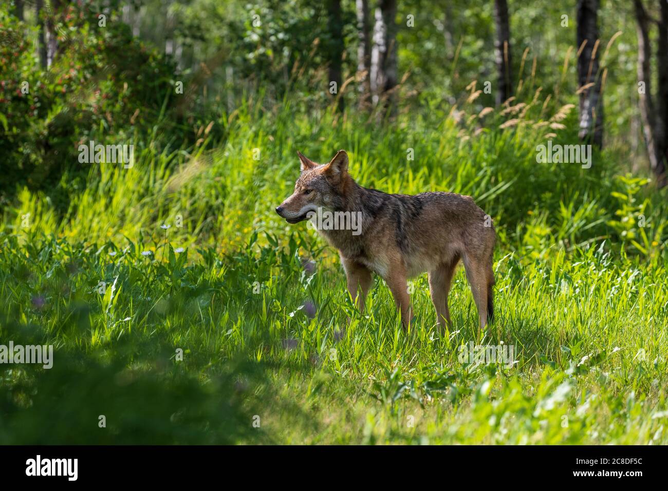 Gray wolf in northern Wisconsin Stock Photo - Alamy
