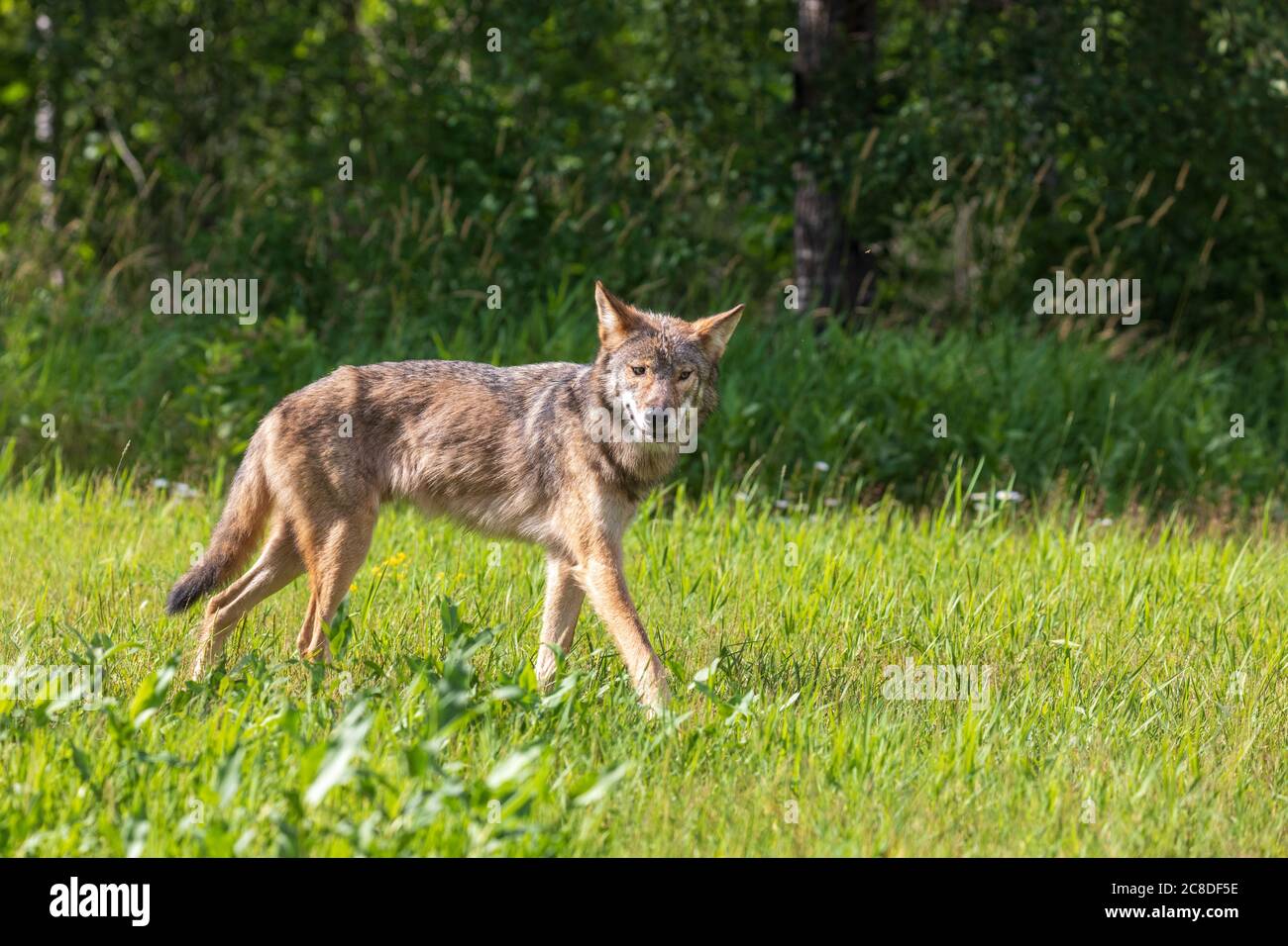 Gray wolf in northern Wisconsin Stock Photo - Alamy