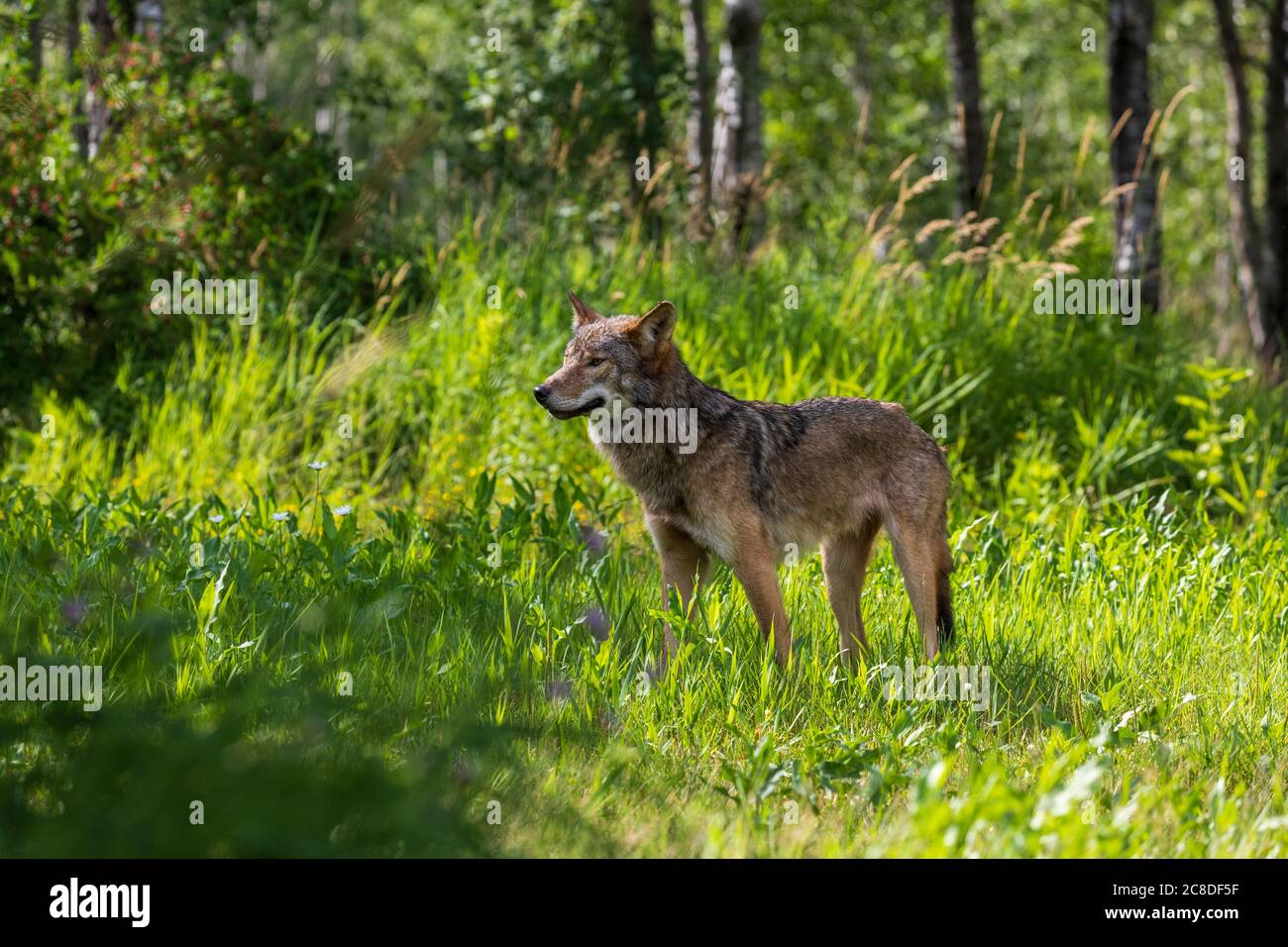 Gray wolf in northern Wisconsin Stock Photo - Alamy