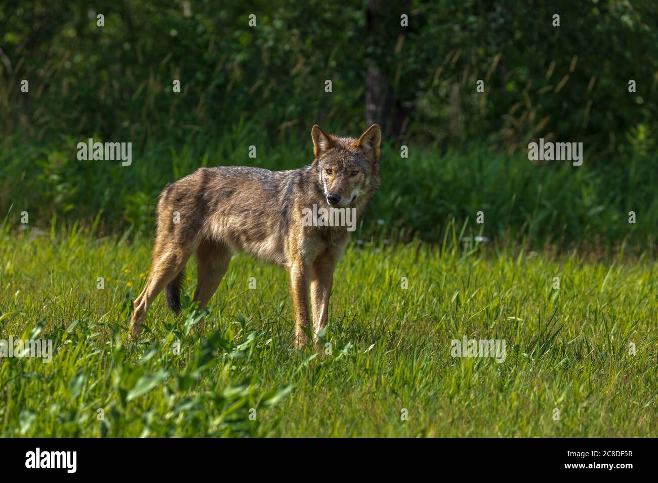 Gray wolf in northern Wisconsin Stock Photo - Alamy