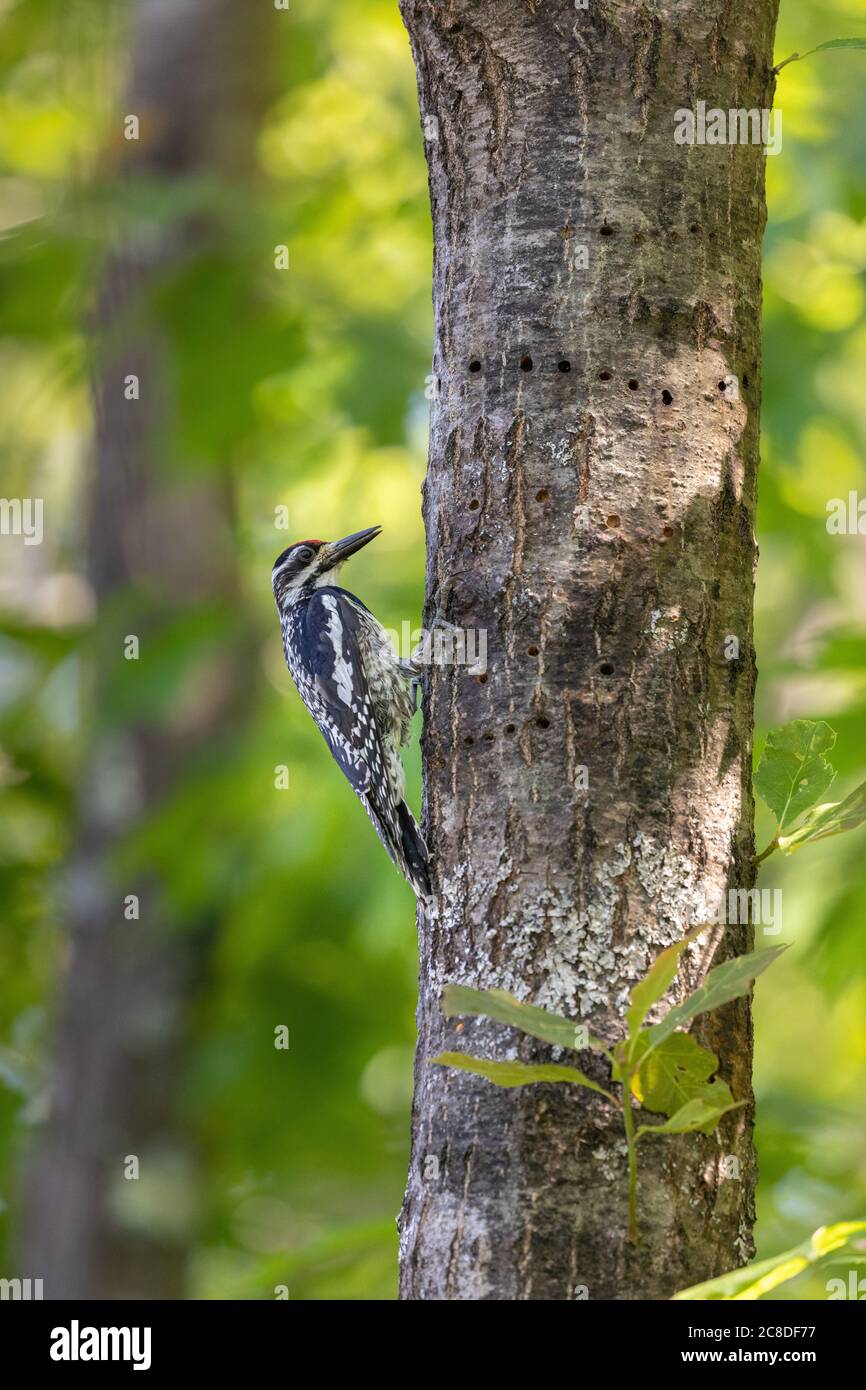 Female yellow-bellied sapsucker in northern Wisconsin Stock Photo - Alamy