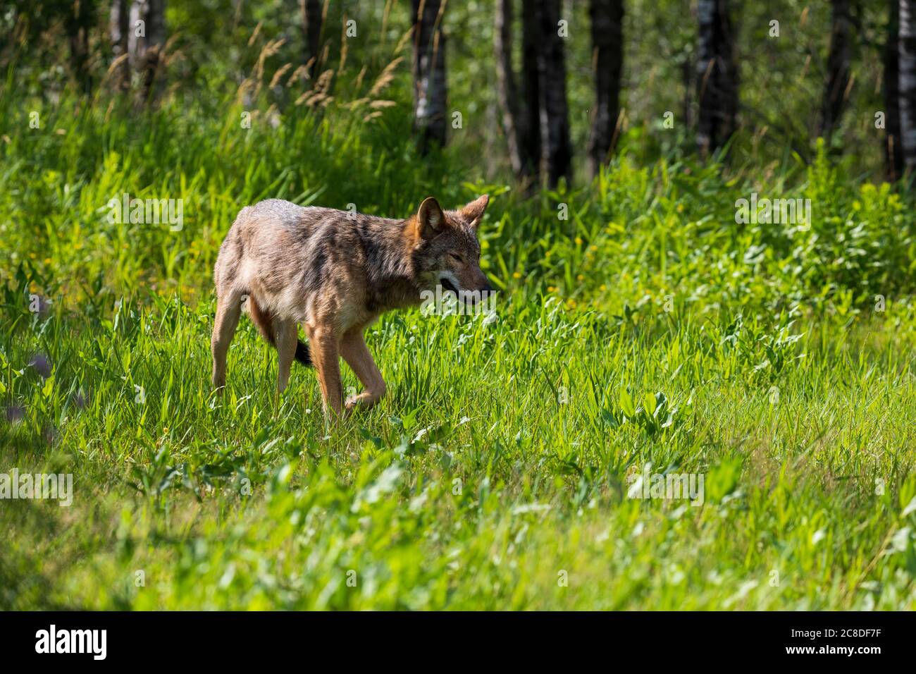 Gray wolf in northern Wisconsin Stock Photo - Alamy