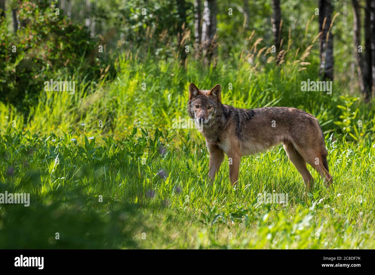 Gray wolf in northern Wisconsin Stock Photo - Alamy
