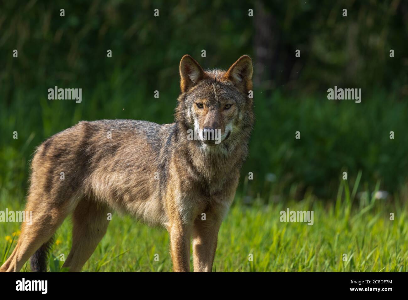 Gray wolf in northern Wisconsin Stock Photo - Alamy