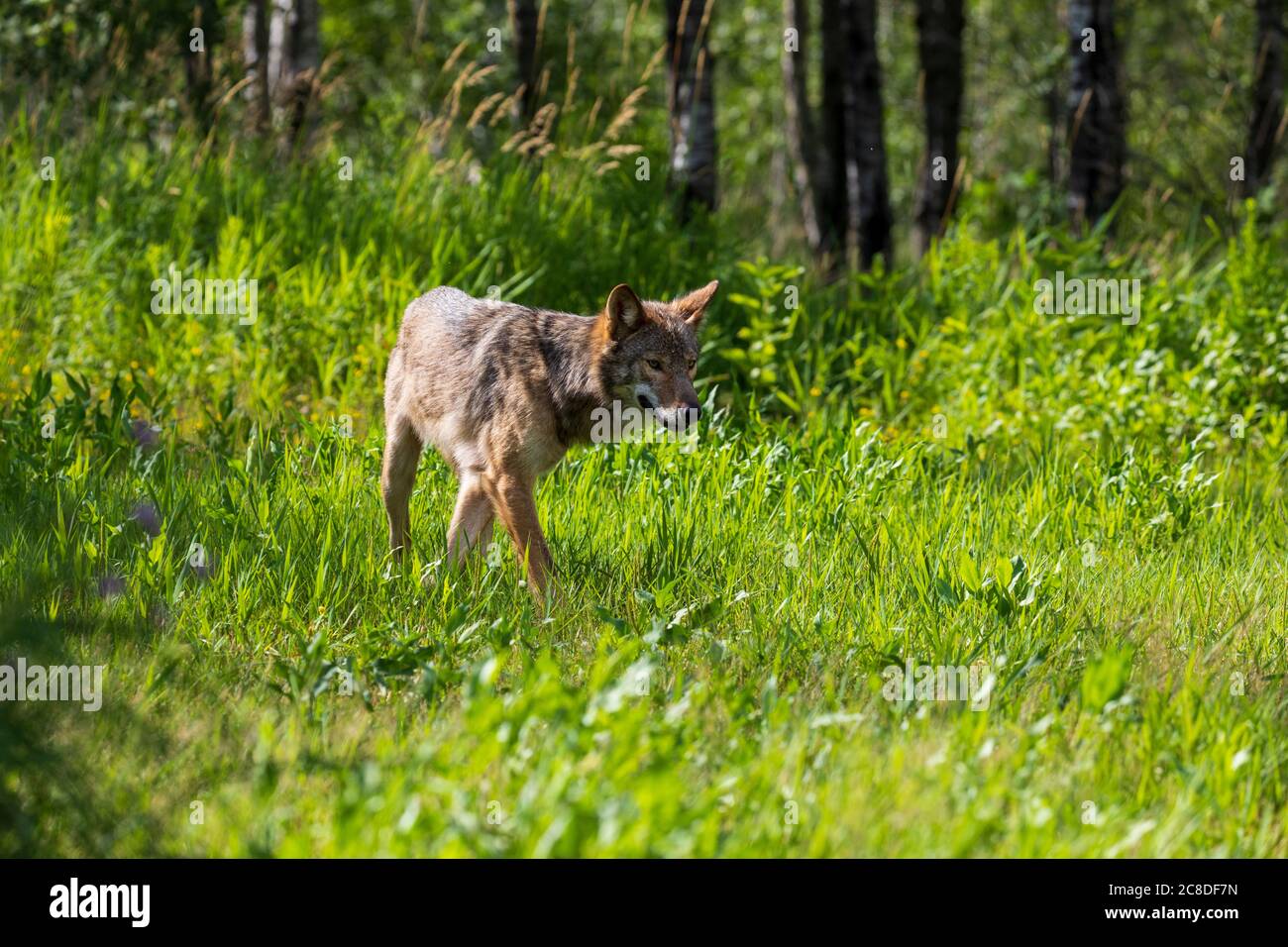 Gray wolf in northern Wisconsin Stock Photo - Alamy