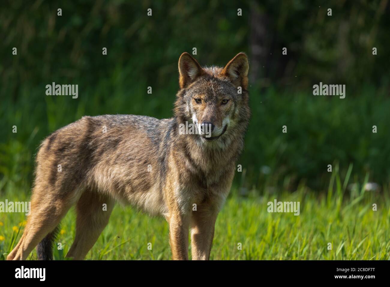 Gray wolf in northern Wisconsin Stock Photo - Alamy