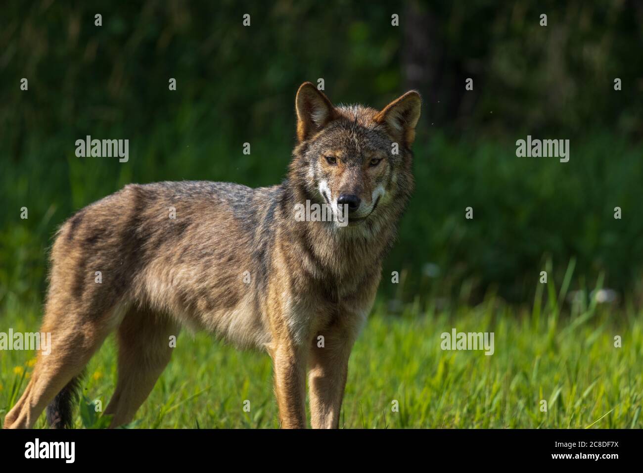 Gray wolf in northern Wisconsin Stock Photo - Alamy
