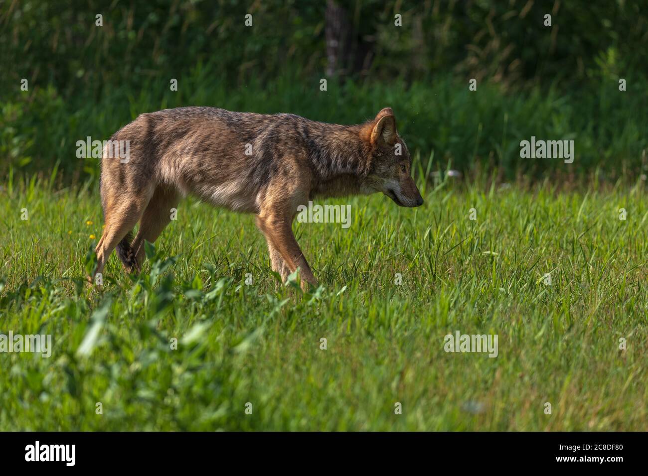 Gray wolf in northern Wisconsin Stock Photo - Alamy