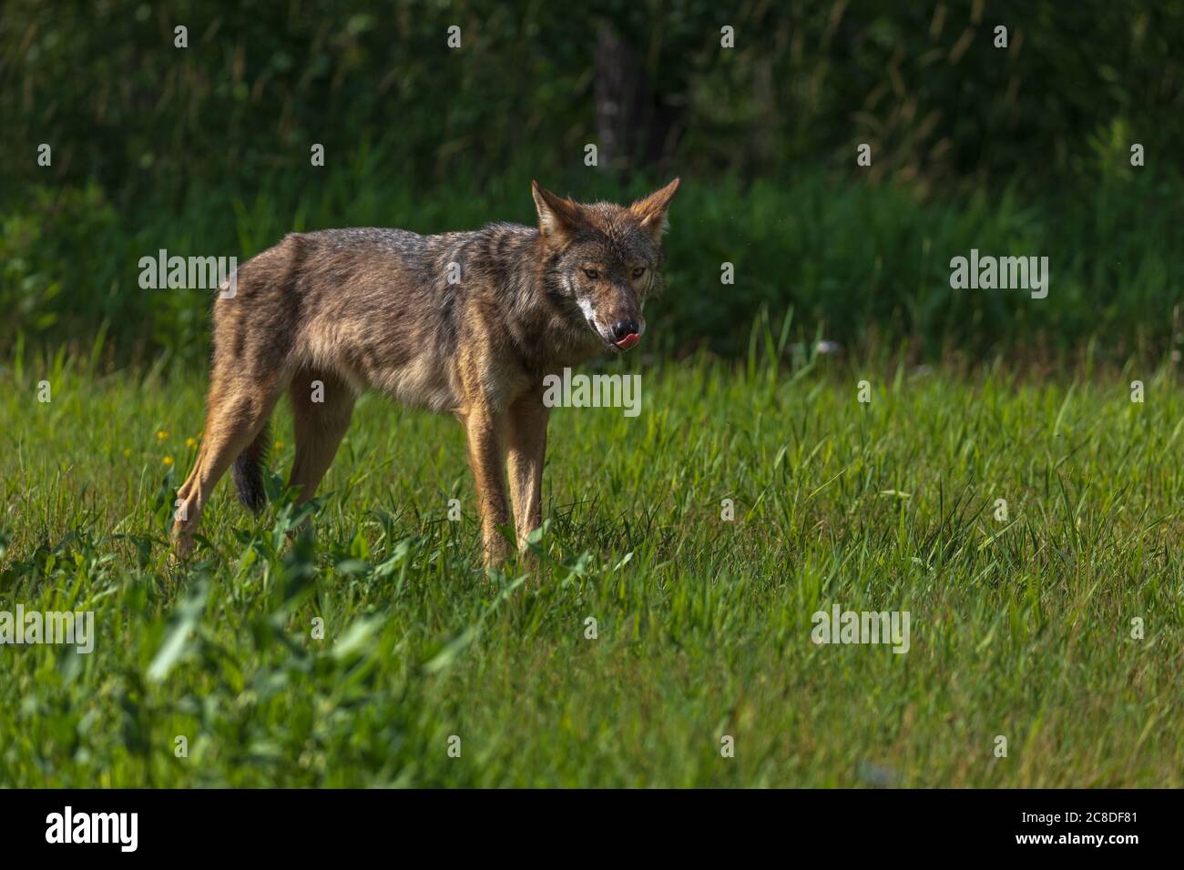 Gray wolf in northern Wisconsin Stock Photo - Alamy