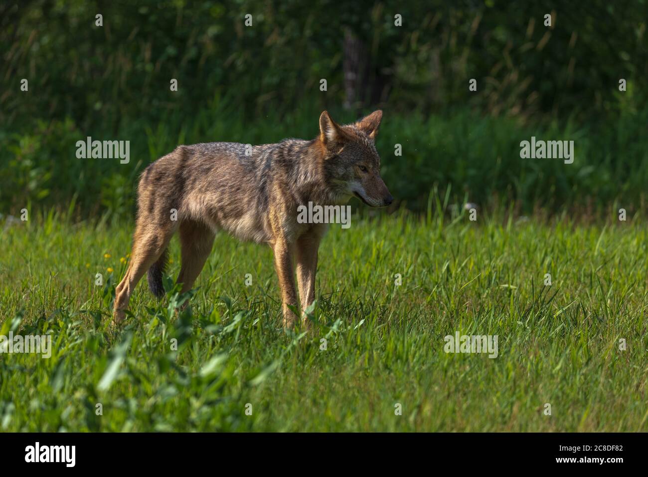 Gray wolf in northern Wisconsin Stock Photo - Alamy