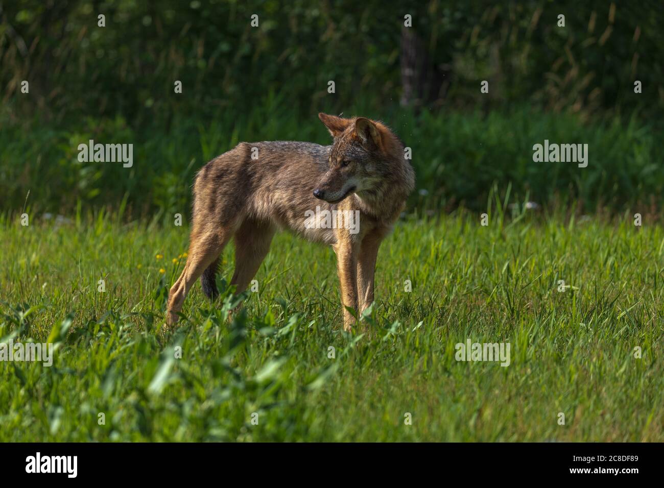 Gray wolf in northern Wisconsin Stock Photo - Alamy