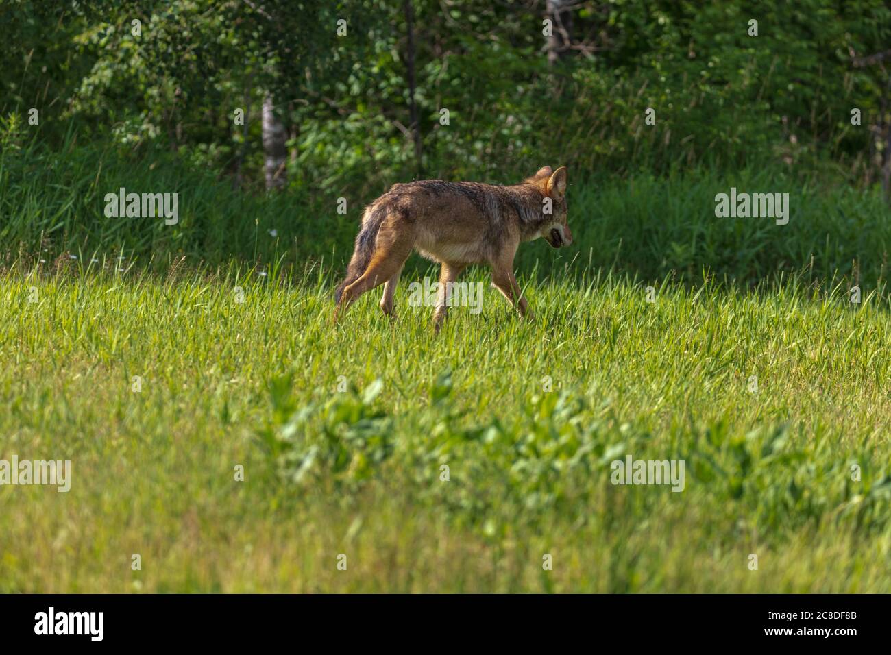 Gray wolf in northern Wisconsin Stock Photo - Alamy