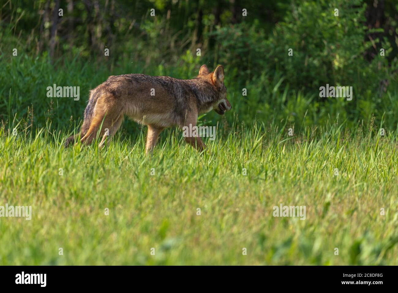 Gray wolf in northern Wisconsin Stock Photo - Alamy