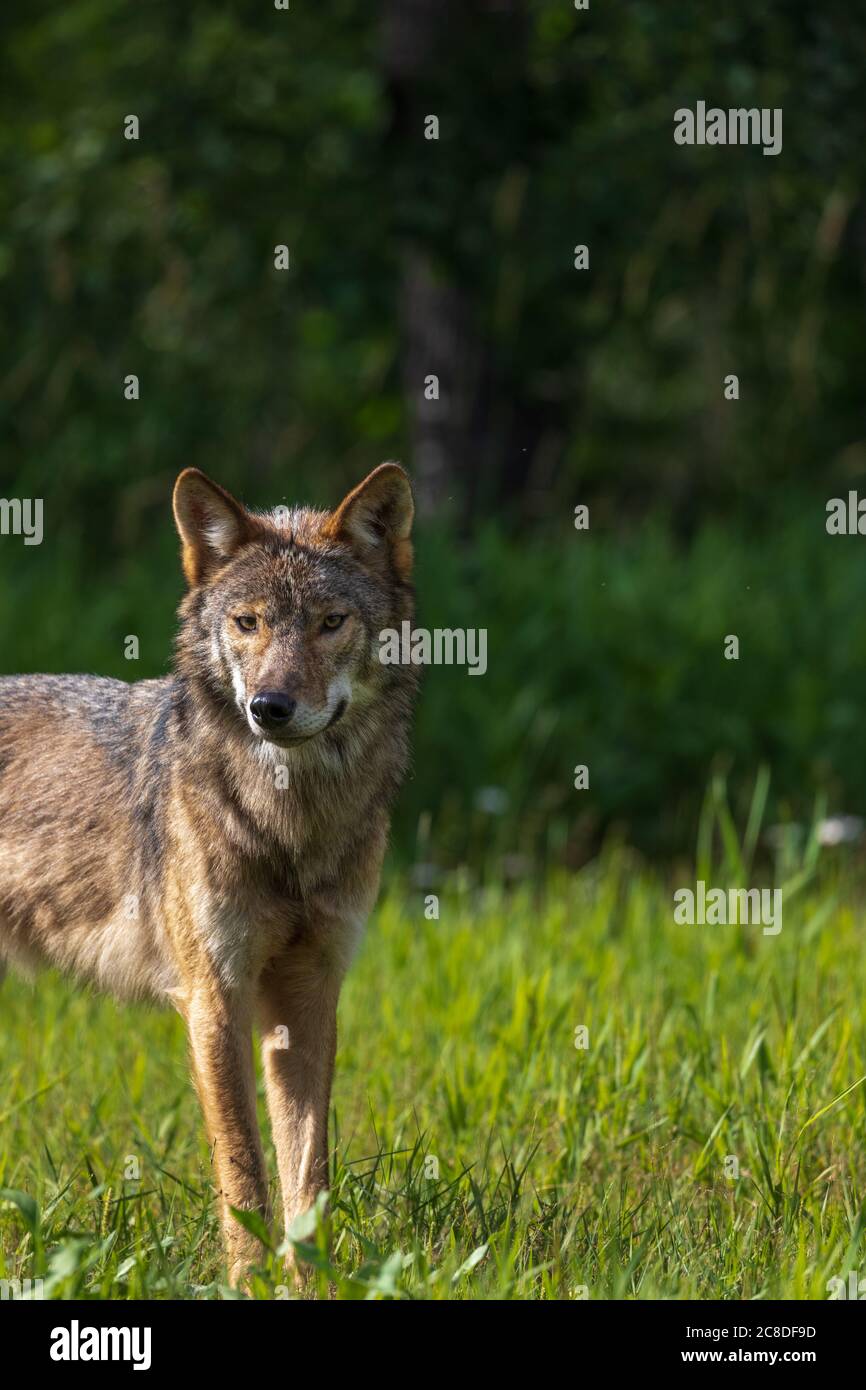 Gray wolf in northern Wisconsin Stock Photo - Alamy