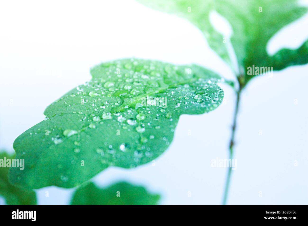 Wet young oak leaves hi-res stock photography and images - Alamy