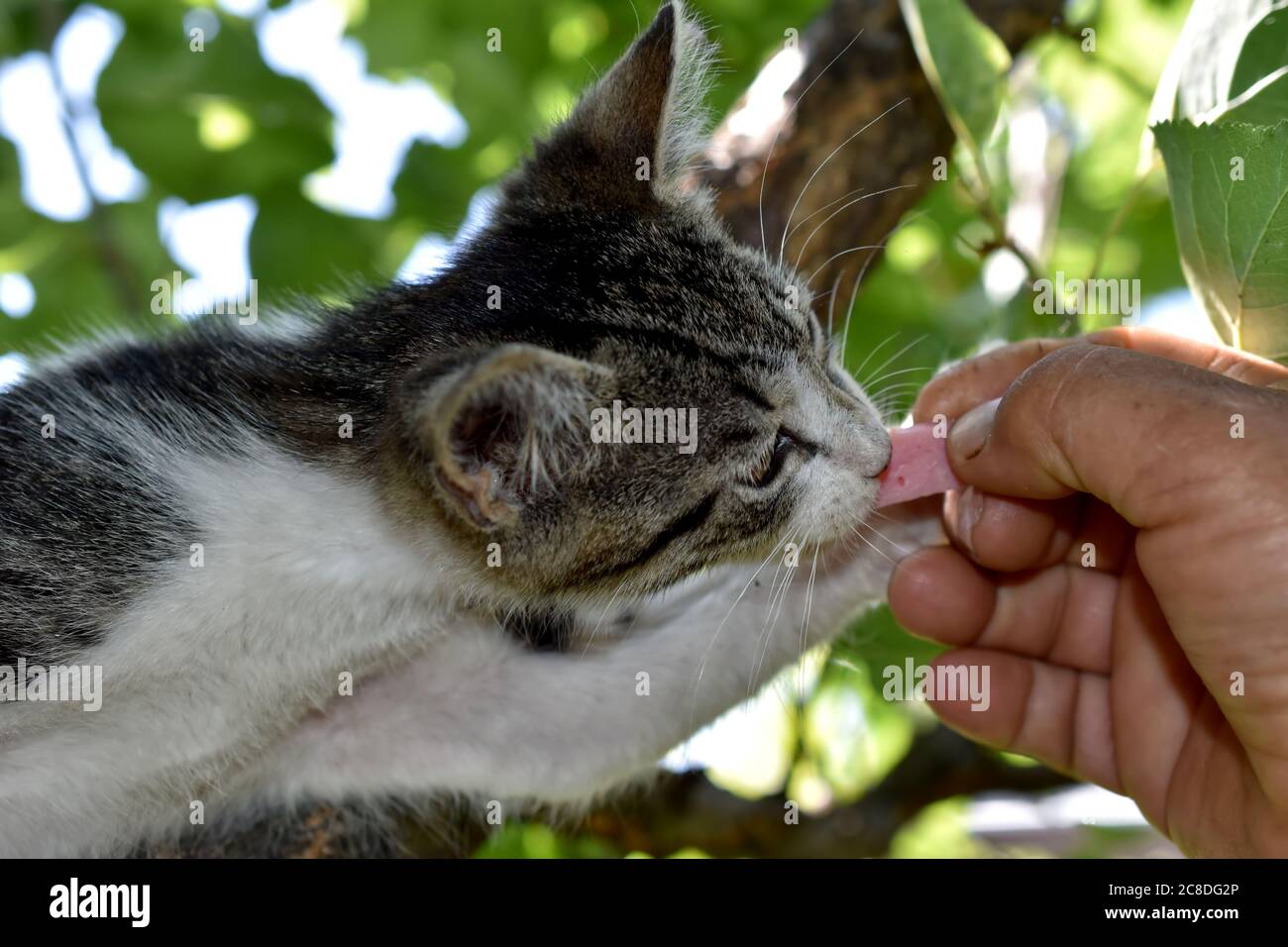 little kitten eating food and top of tree branch Stock Photo - Alamy