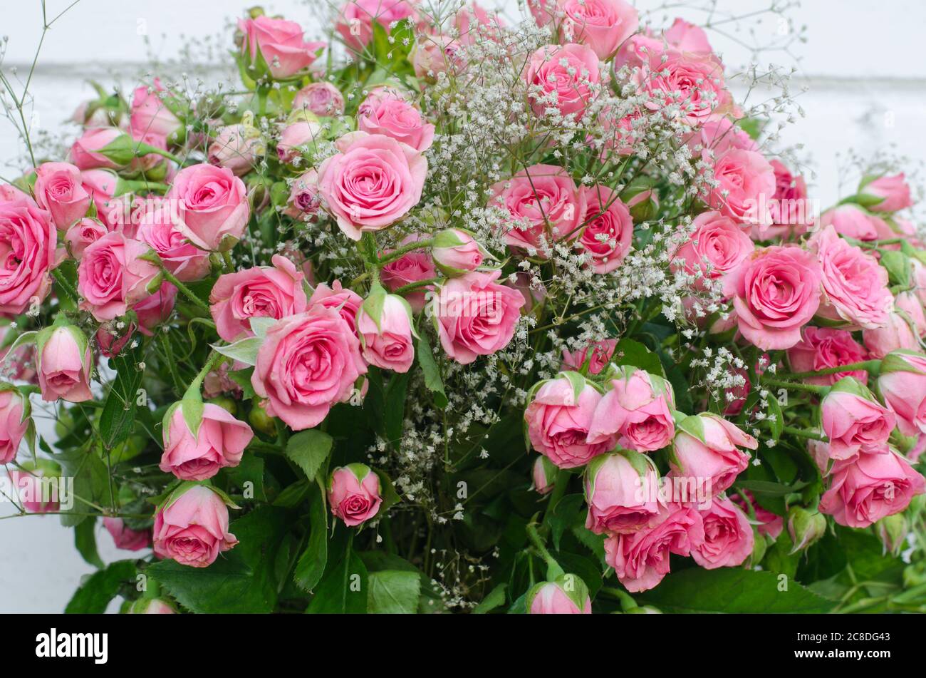 Bouquet of small pink roses, close-up, white background Stock Photo - Alamy