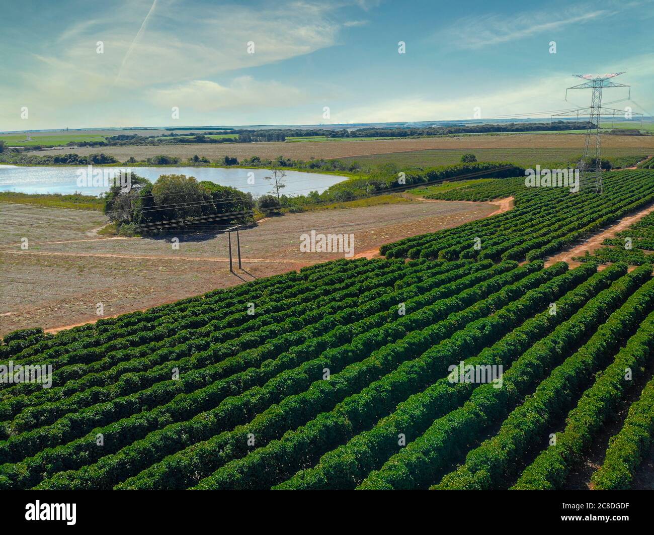 Aerial view of coffee plantation and power tower in the middle Stock ...