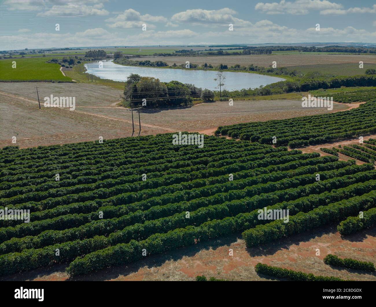 Aerial view of coffee plantation and power tower in the middle Stock ...