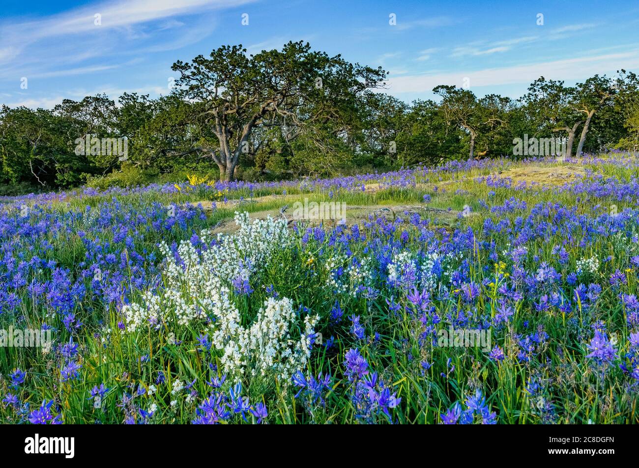 Garry Oak Meadow, camas flowers, Springtime, Uplands Park, Oak Bay ...