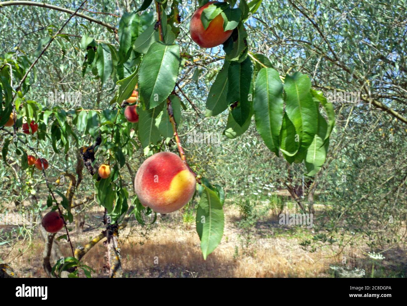 Peach fruit close-up Stock Photo - Alamy