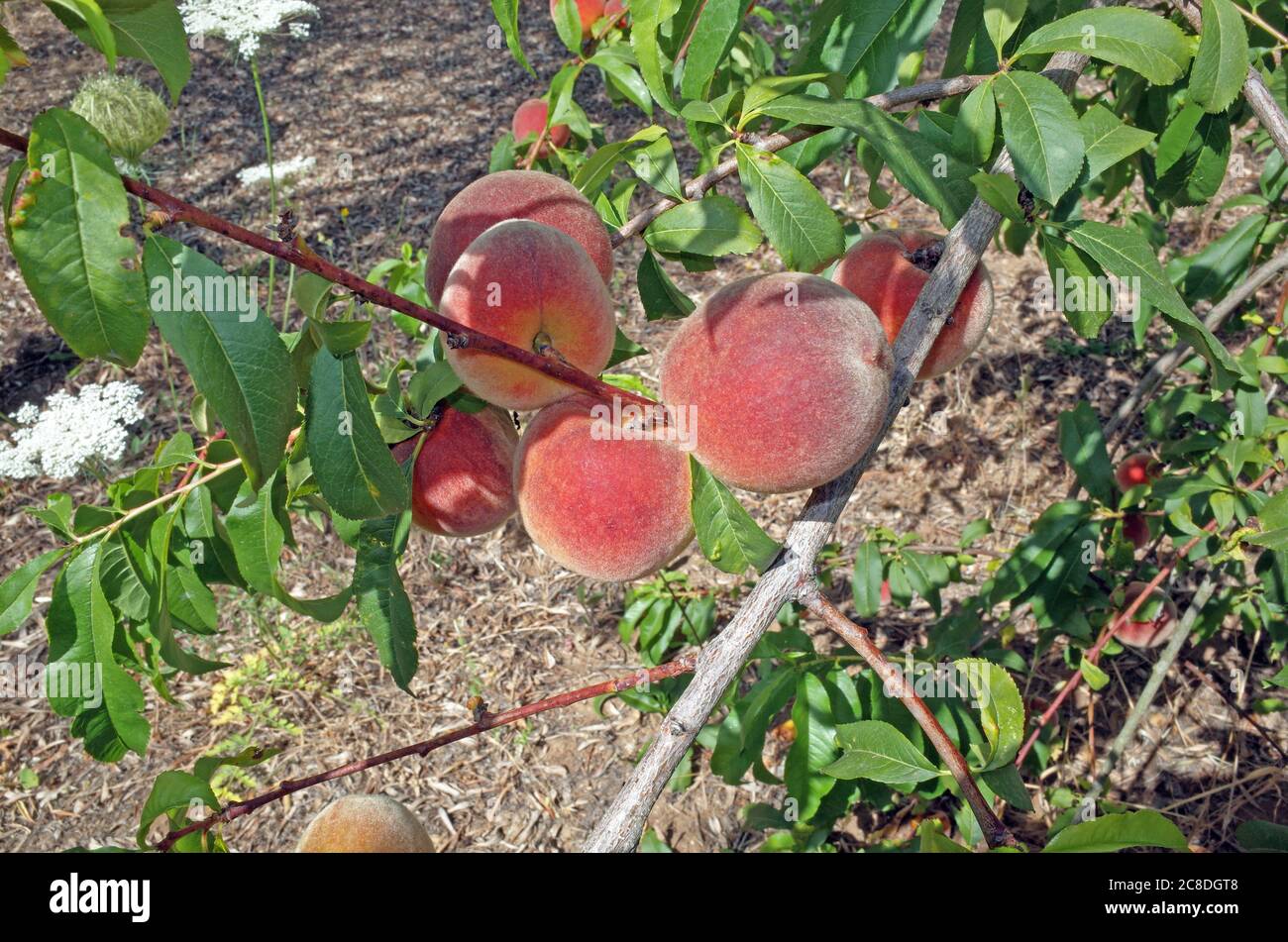 Peach fruit close-up Stock Photo - Alamy