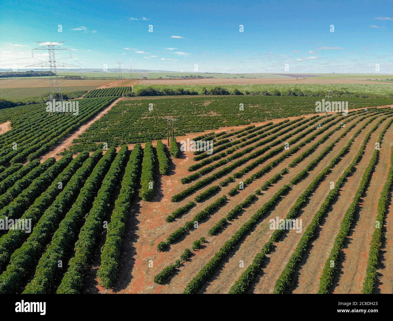 Aerial view of coffee plantation and power tower in the middle Stock ...