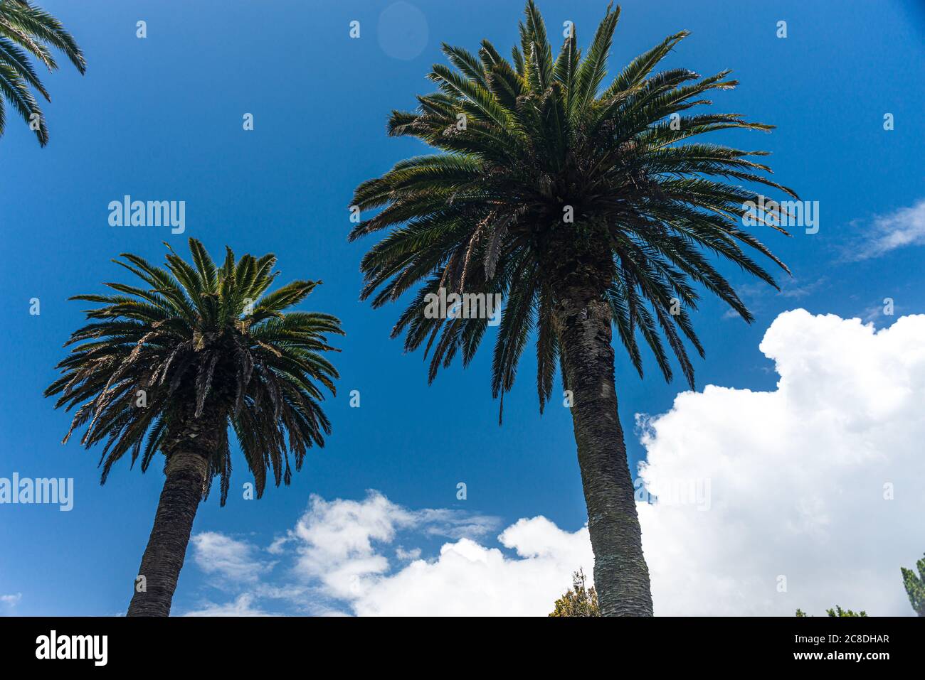 The Auckland Domain, New Zealand Stock Photo - Alamy