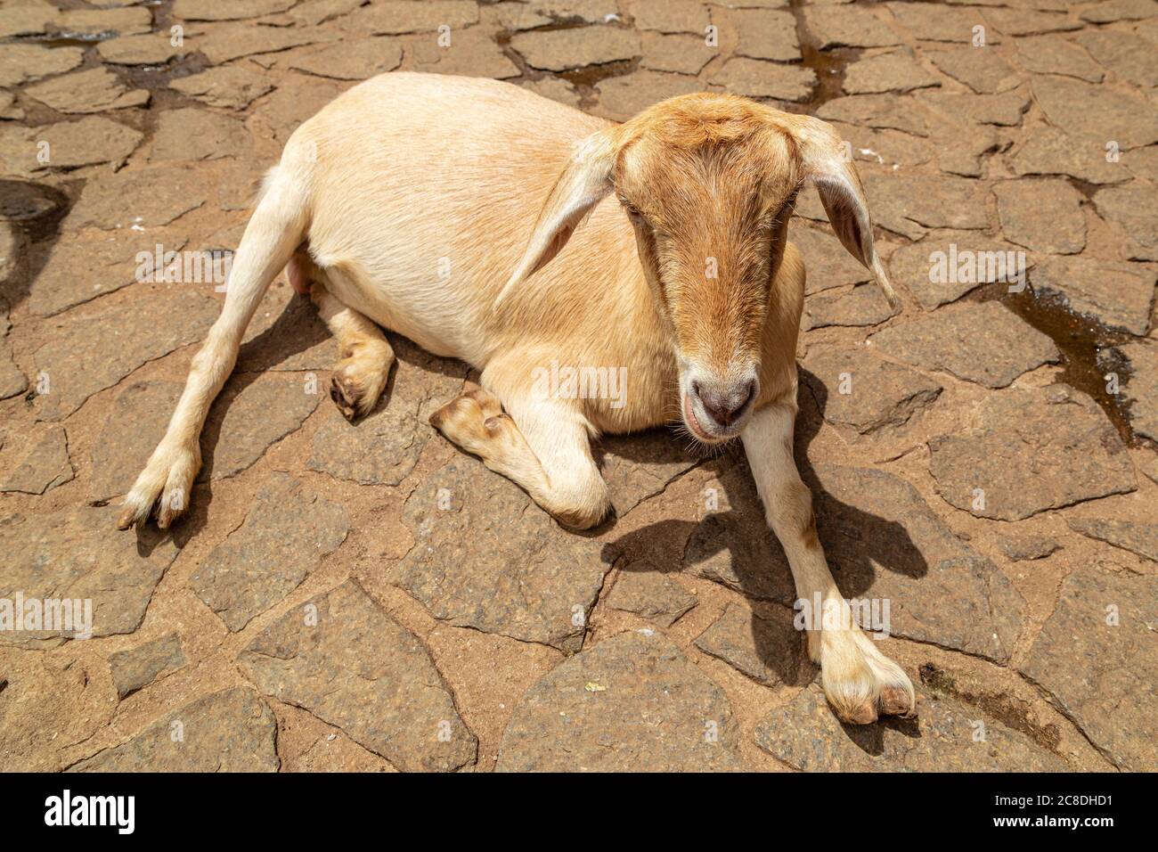 Goat loose on farm, roam freely across the area Stock Photo - Alamy