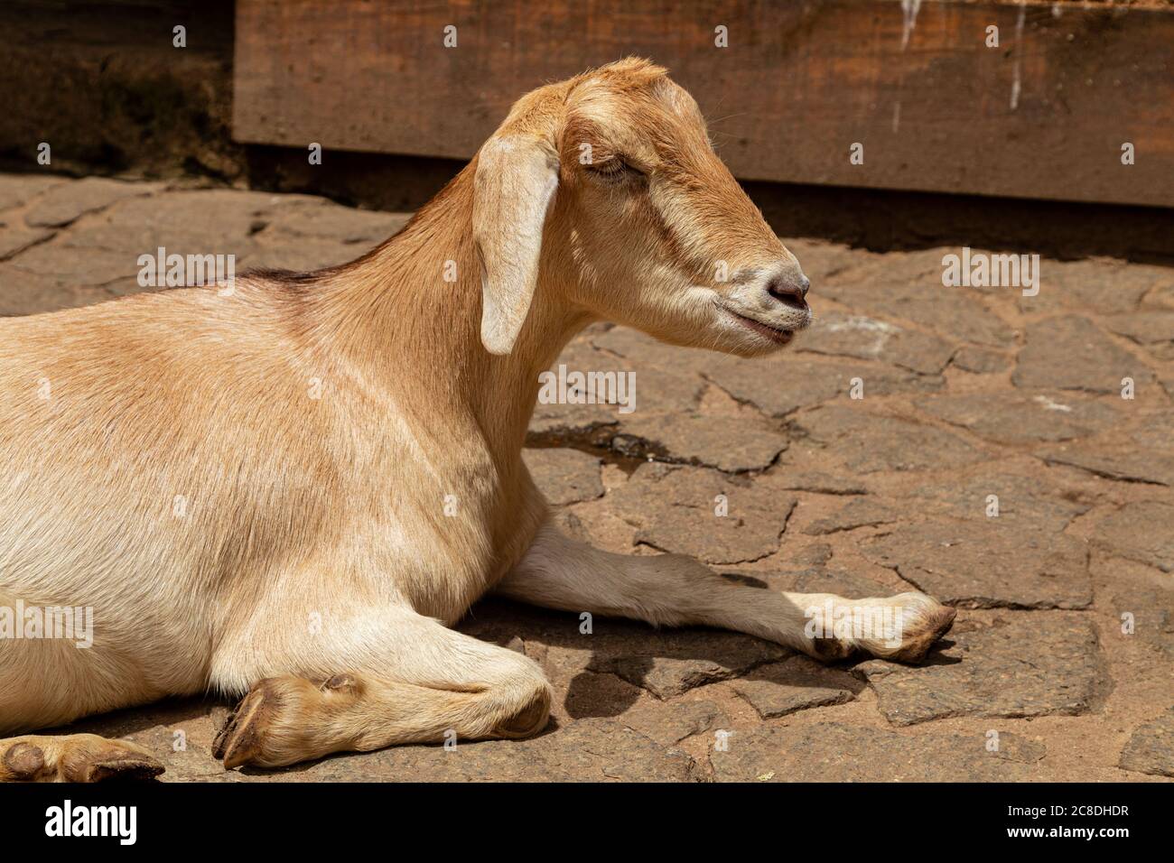 Goat loose on farm, roam freely across the area Stock Photo - Alamy