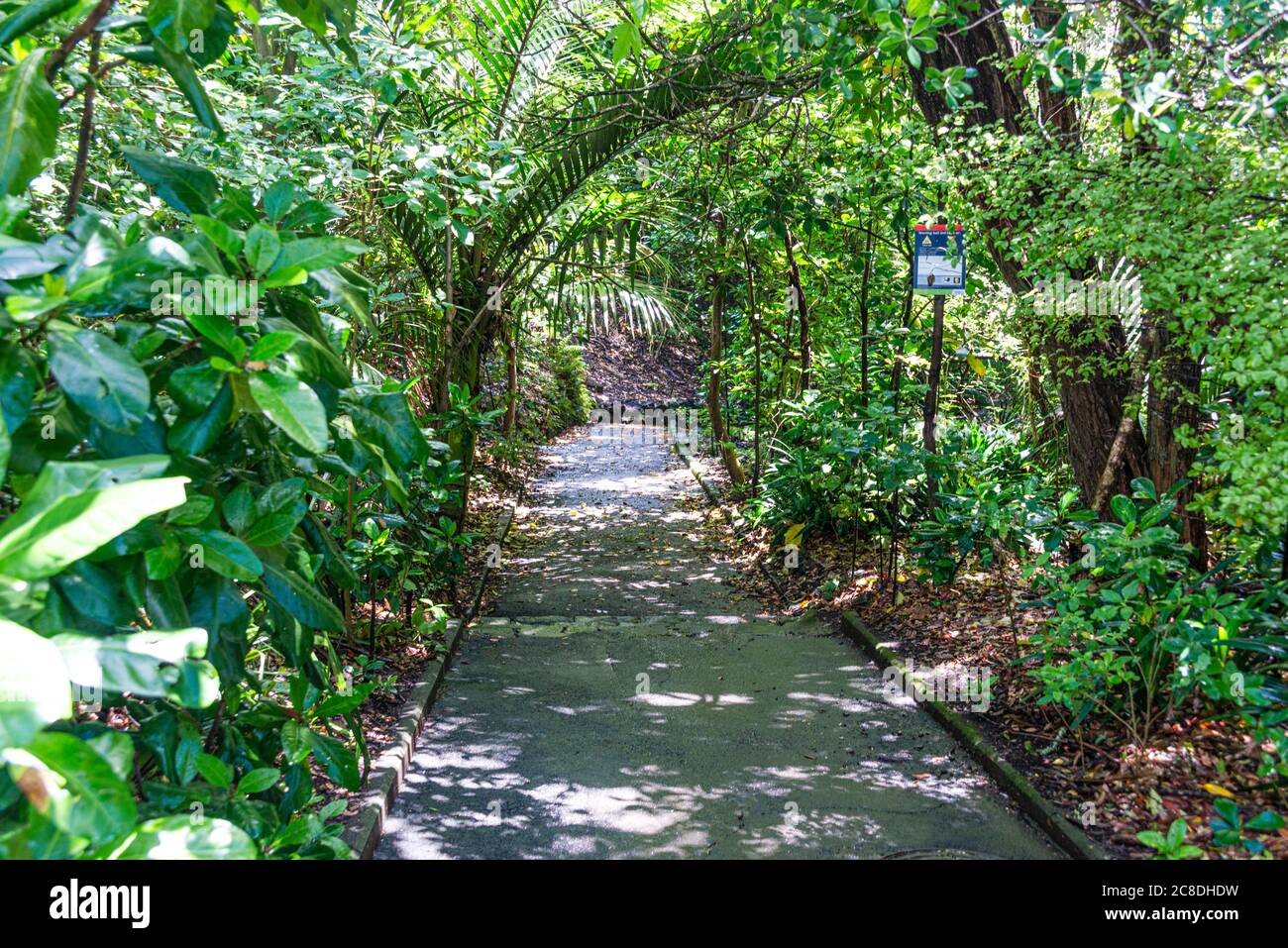 Fern trees and a walking pathin the Auckland Domain, New Zealand Stock ...