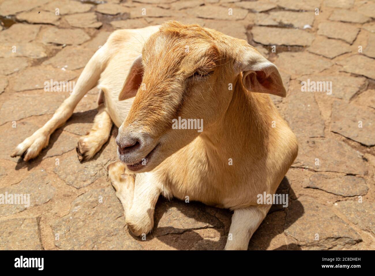 Goat loose on farm, roam freely across the area Stock Photo - Alamy