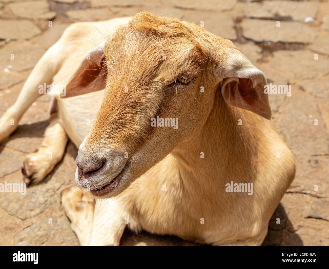 Goat loose on farm, roam freely across the area Stock Photo - Alamy