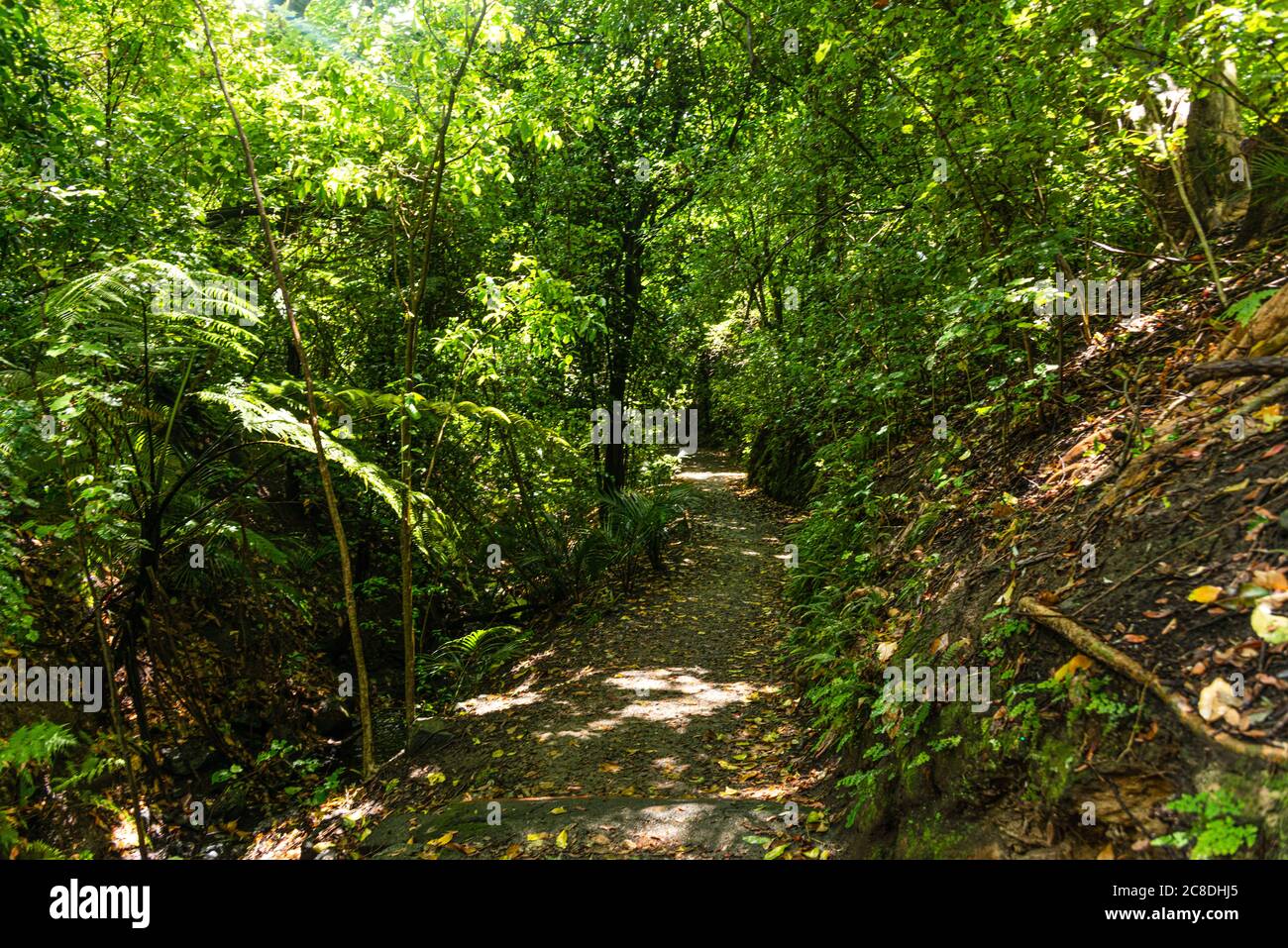 Auckland Forest High Resolution Stock Photography and Images - Alamy