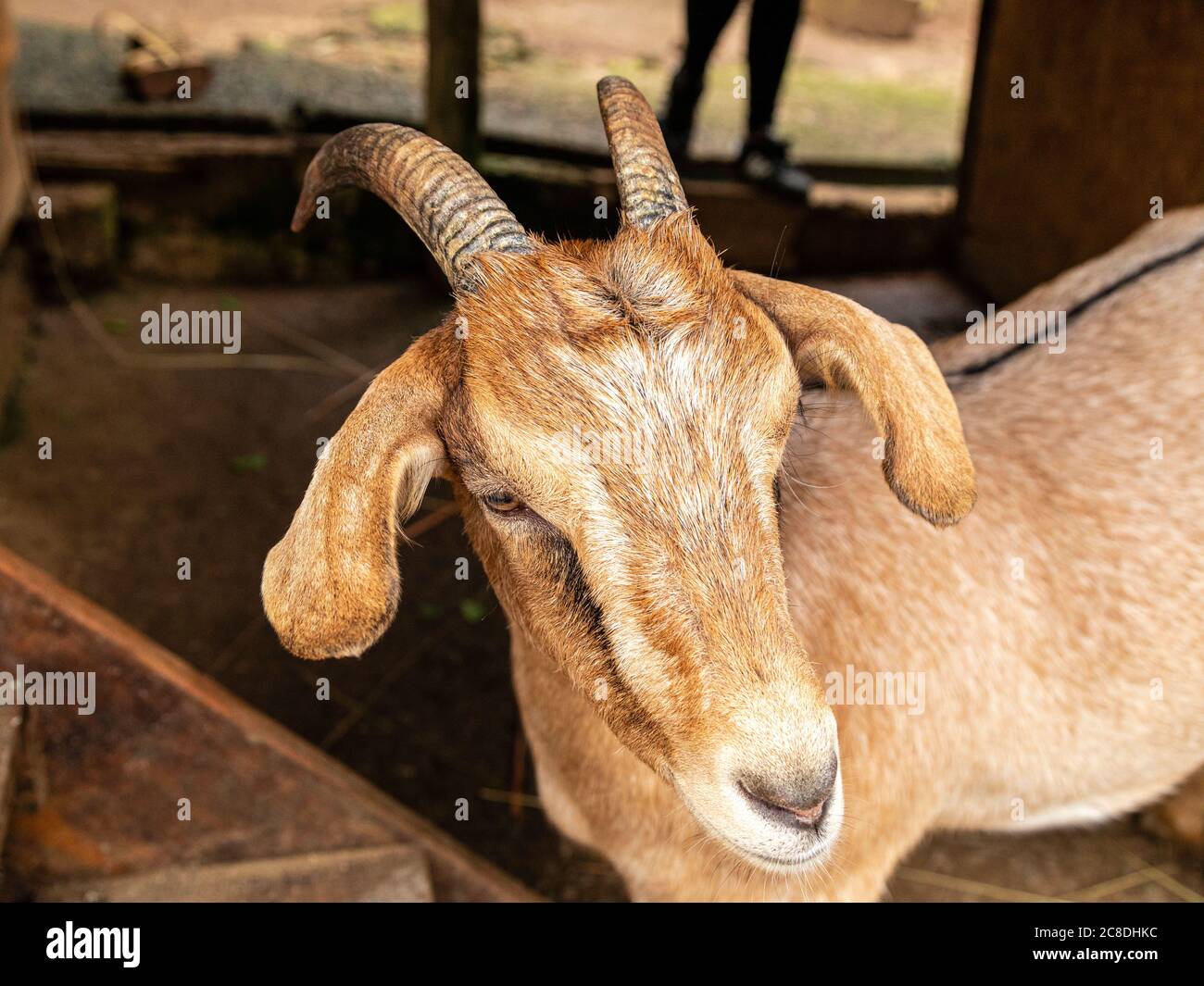 Goat loose on farm, roam freely across the area Stock Photo - Alamy