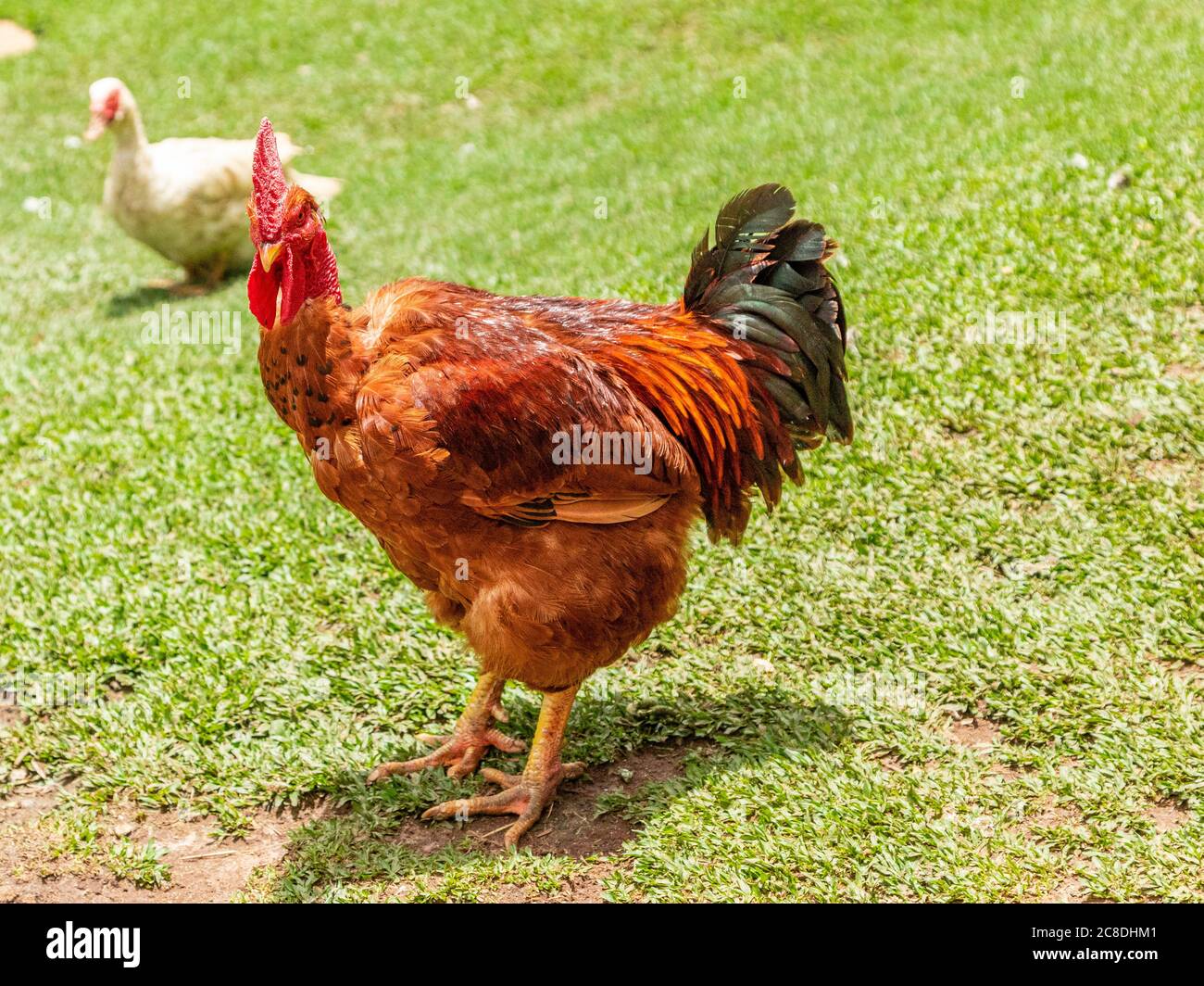 Free range chicken on a traditional poultry farm Stock Photo - Alamy