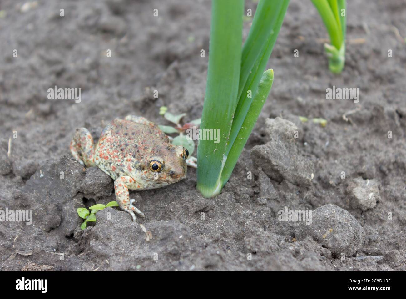 Frog toad green hi-res stock photography and images - Alamy