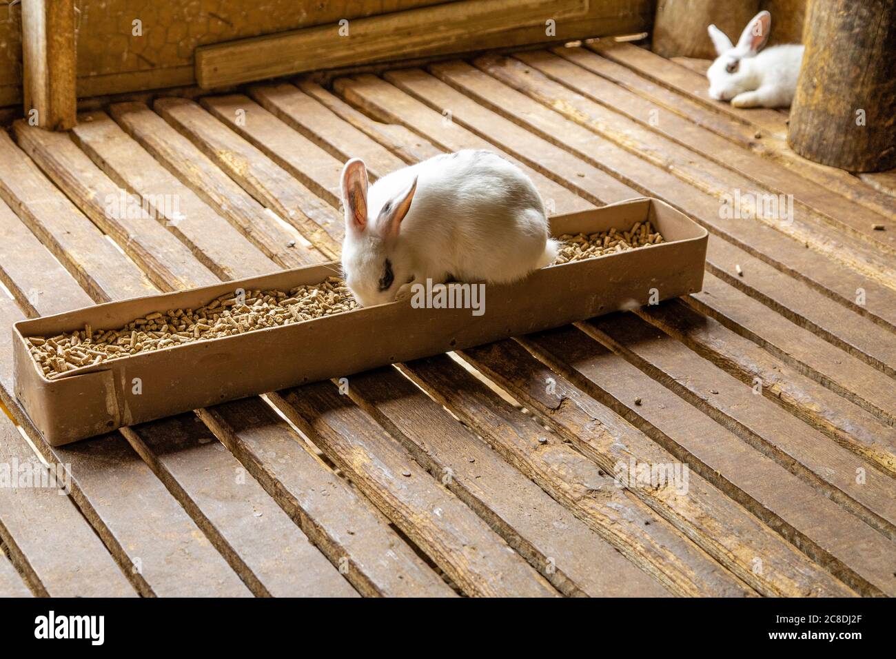 Cute rabbit sitting on food pot Stock Photo - Alamy