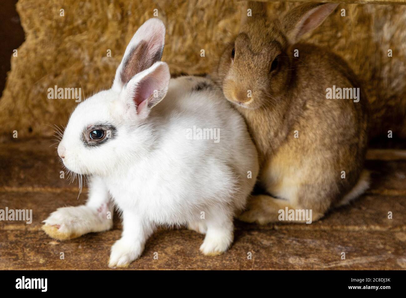 Two baby rabbits outdoors hi-res stock photography and images - Alamy