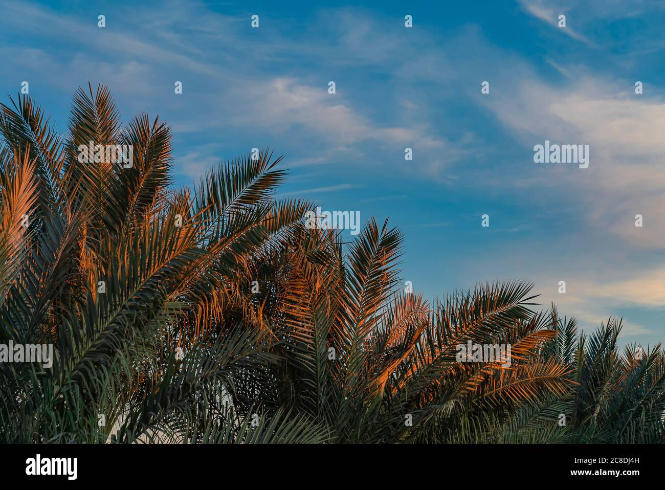 Beautiful green palm trees against the sunset sky with light clouds and ...