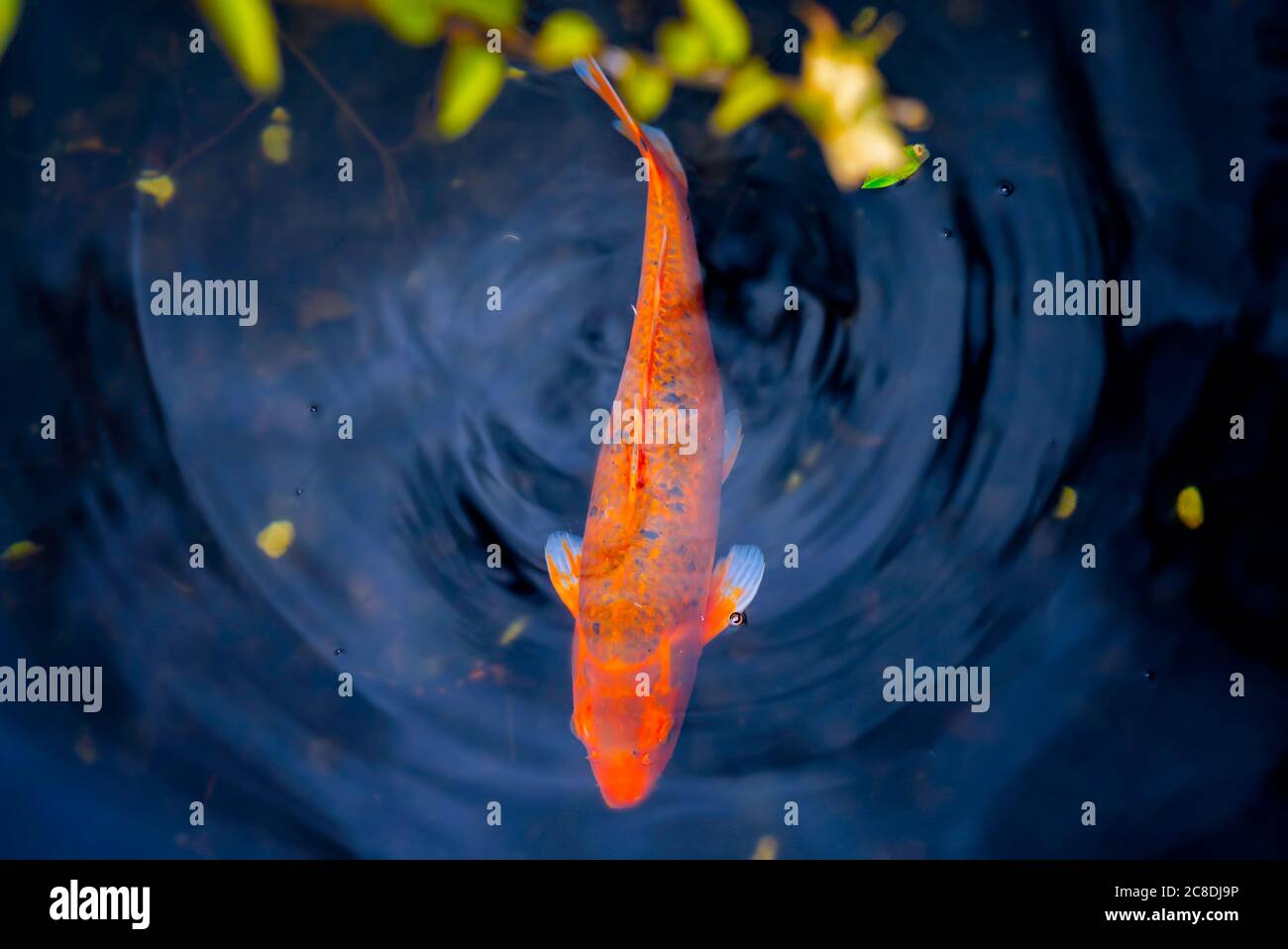 The single colorful koi carp in the tranquil pond water. Beautiful ...
