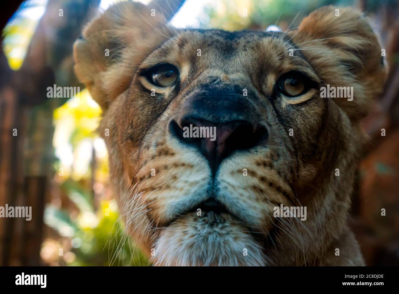 Predator face hi-res stock photography and images - Alamy