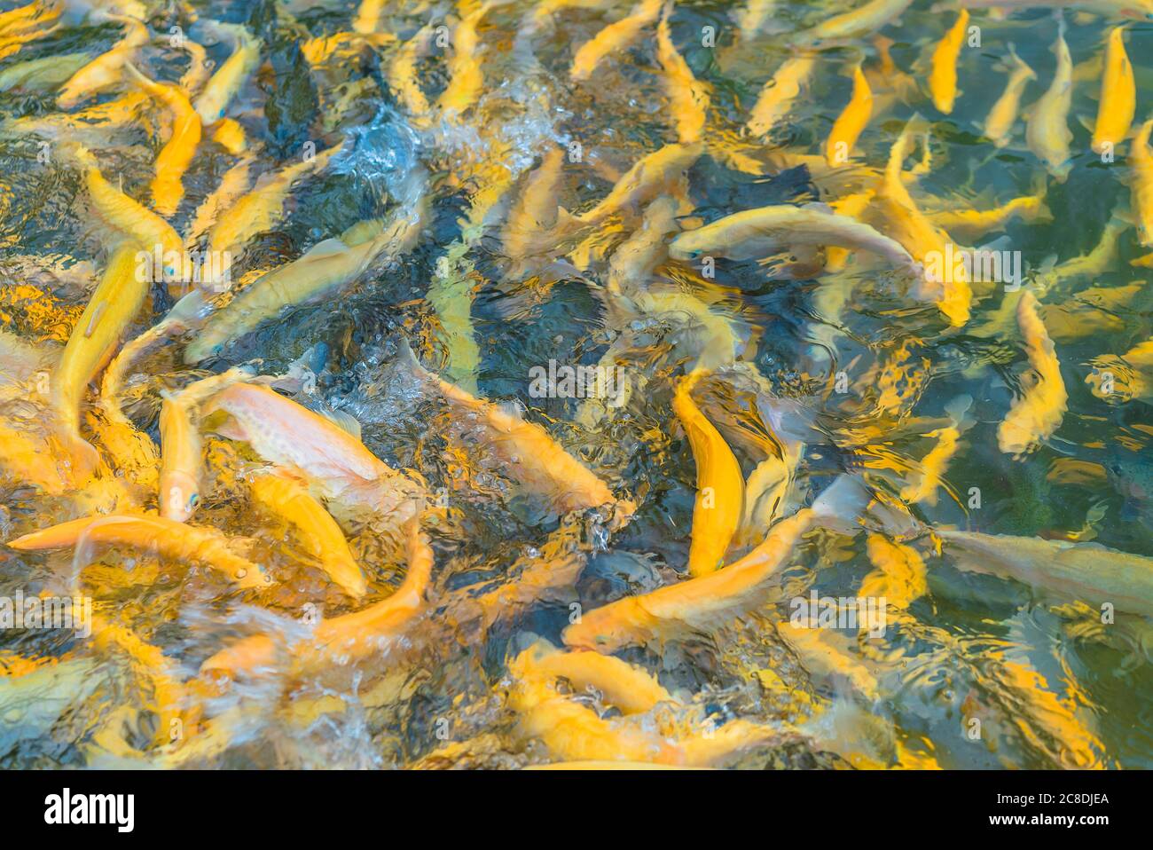 Close up of adult amber trout fish in an artificial pond. School of ...