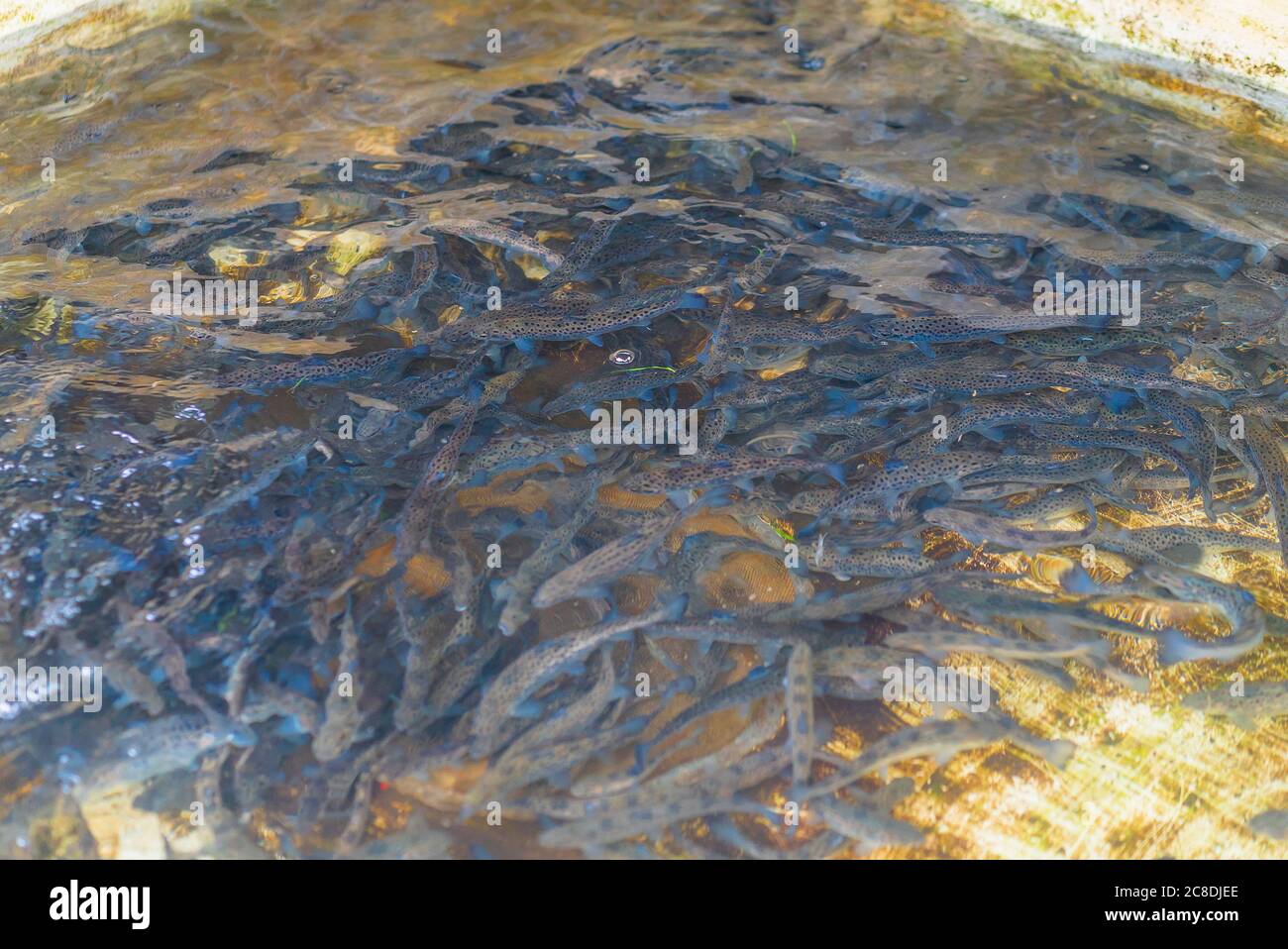 Young amber trout fish in an artificial pond. School of orange-fin in ...