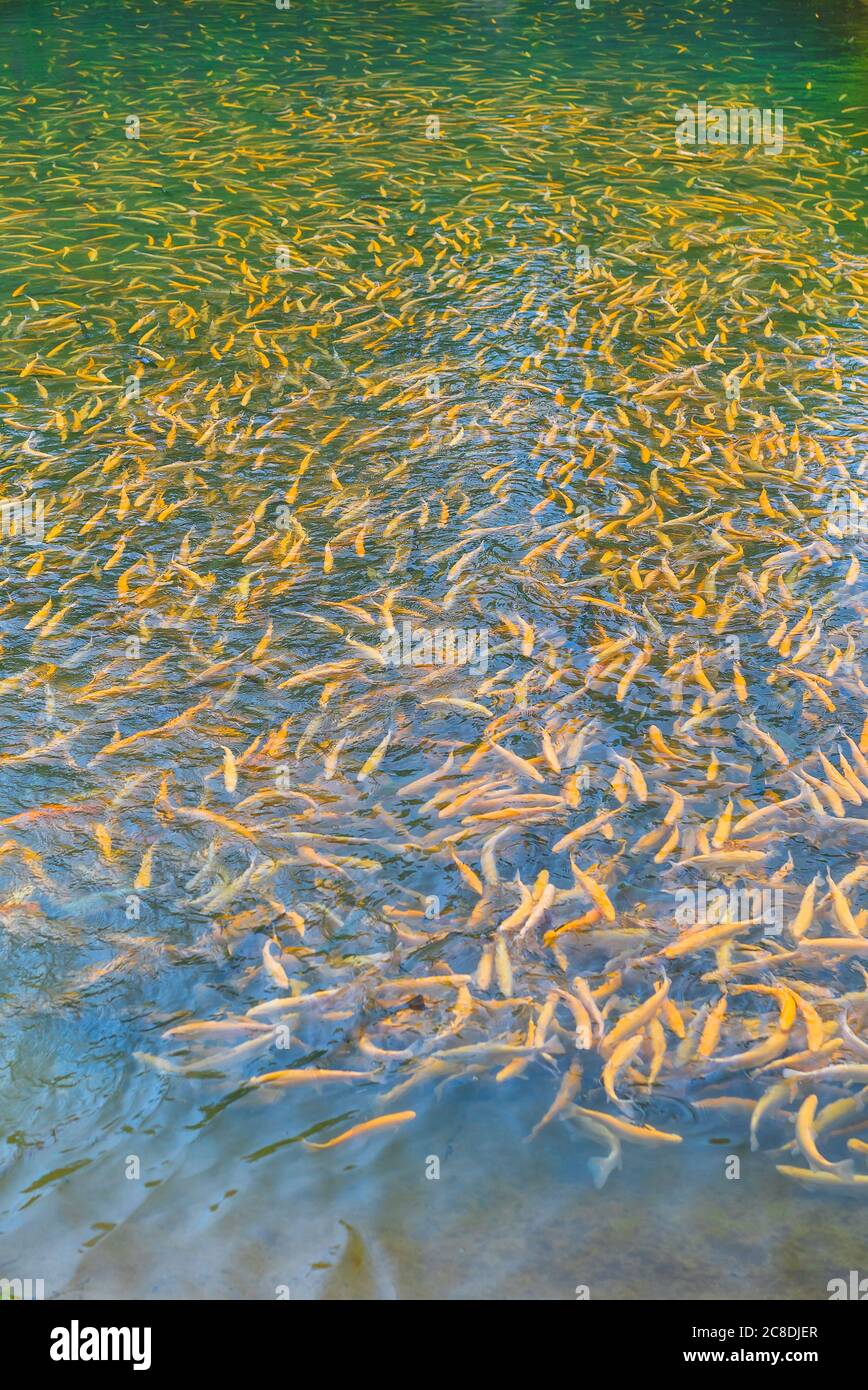 Adult amber trout fish in an artificial pond. School of fish in trout ...