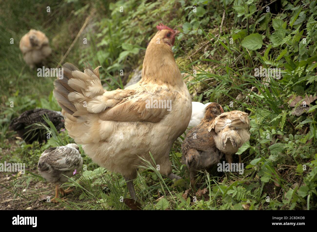 Domestic chickens foraging in farmhouse garden near Basel Stock Photo ...