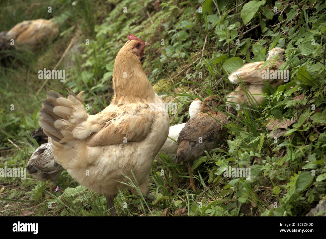 Domestic chickens foraging in farmhouse garden near Basel Stock Photo ...